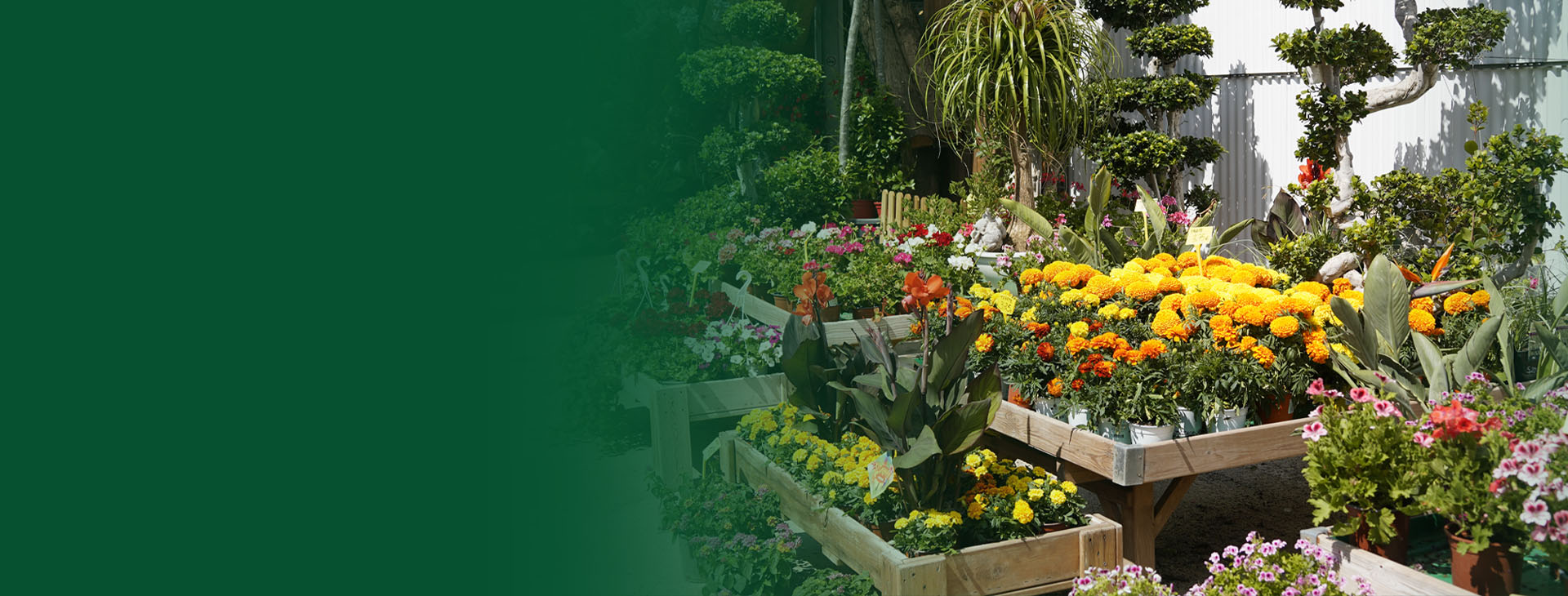 Miami Garden, Tarragona | Plantas, flores y jardinería